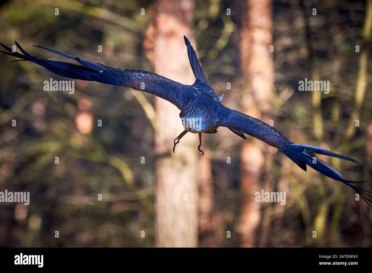 Red Kite in flight (Milvus milvus), Falconry Stock Photo - Alamy