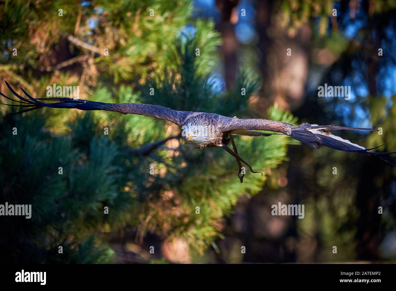Red Kite in flight (Milvus milvus), Falconry Stock Photo - Alamy
