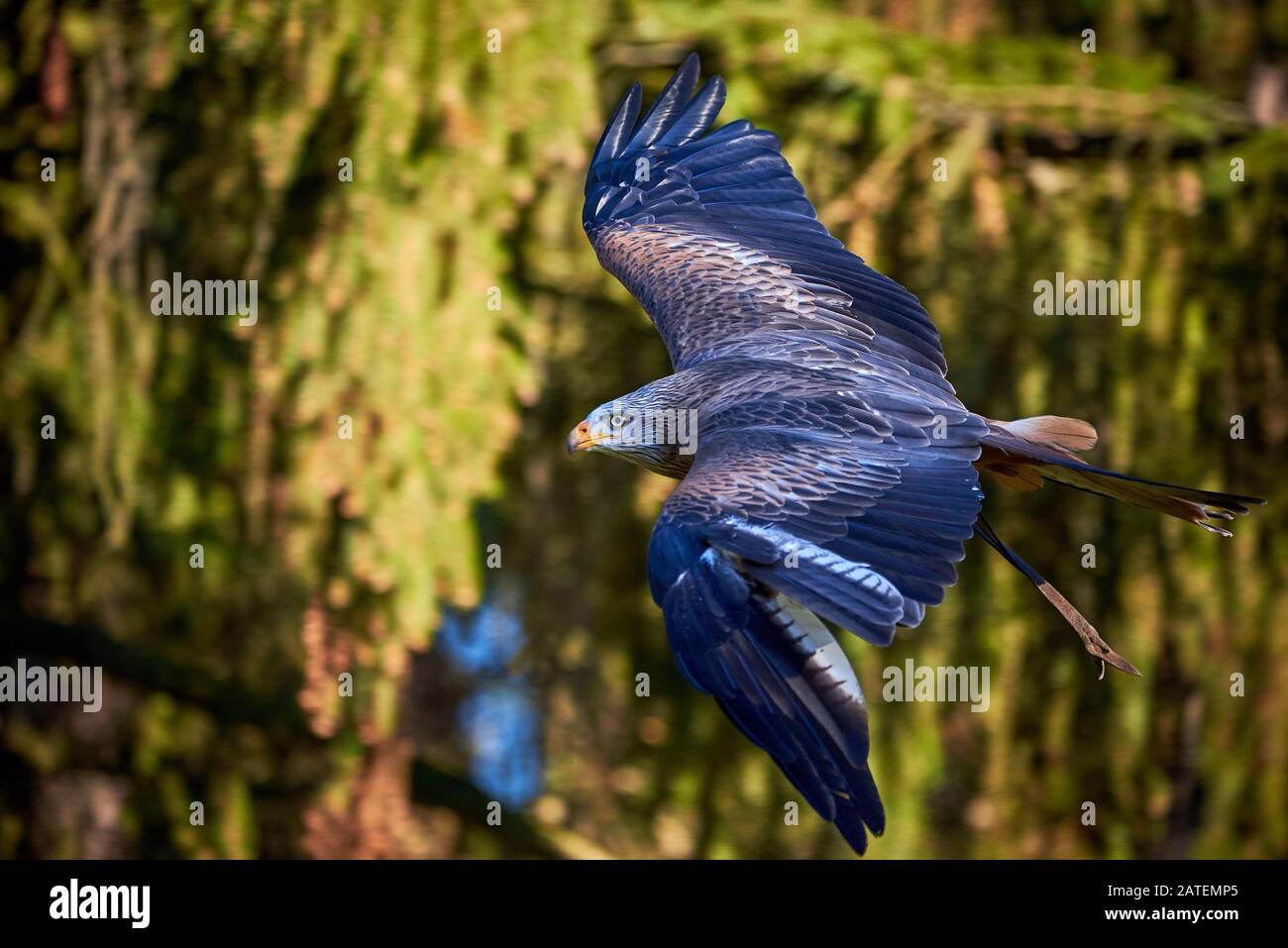 Red Kite in flight (Milvus milvus), Falconry Stock Photo - Alamy