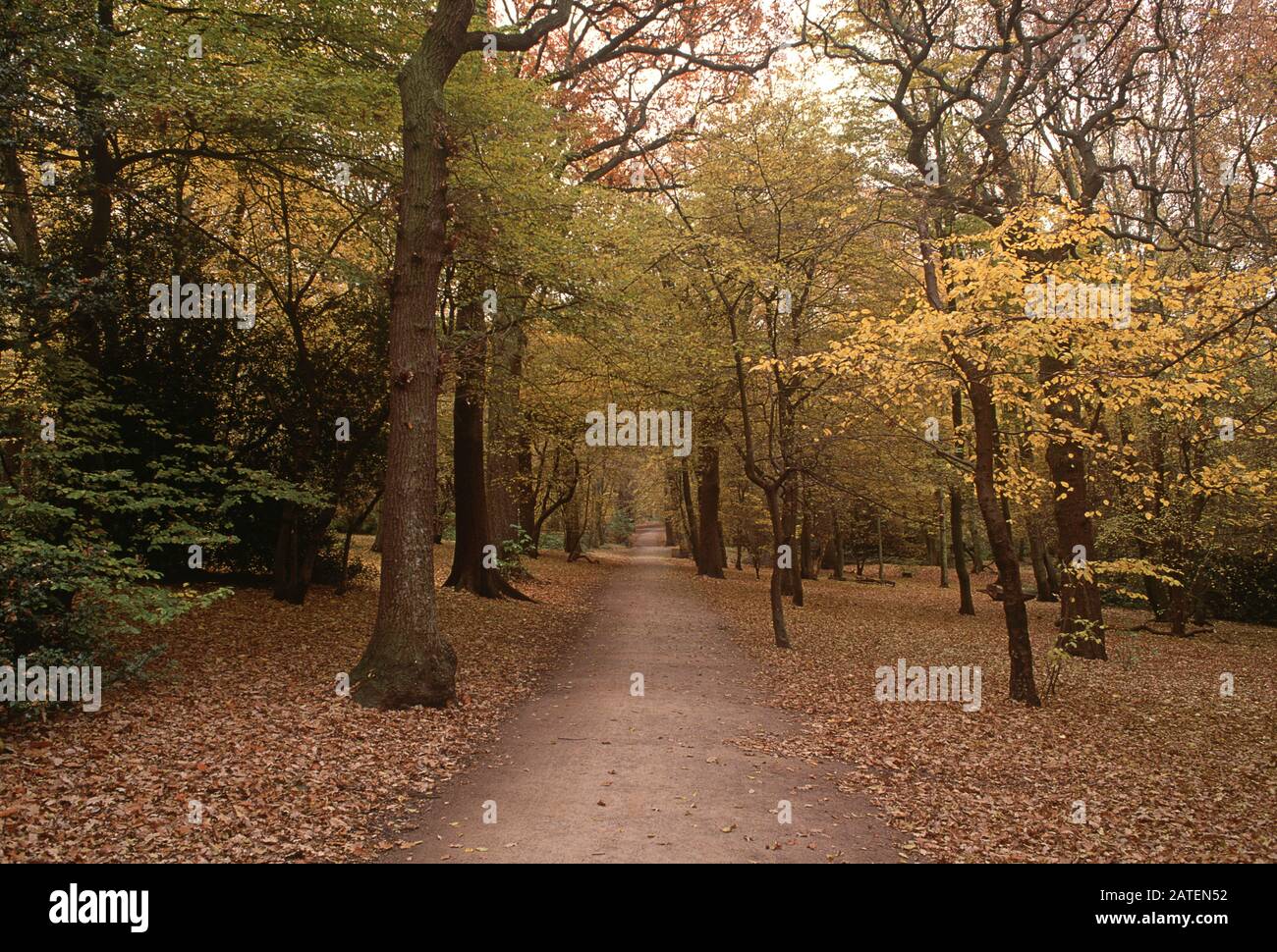 Autumn in Highgate Woods, North London, England Stock Photo - Alamy