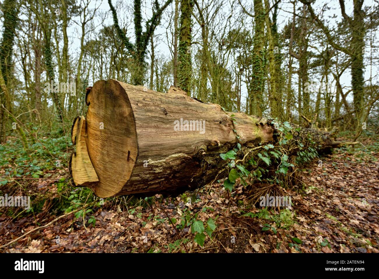 Dead tree giant hi-res stock photography and images - Alamy