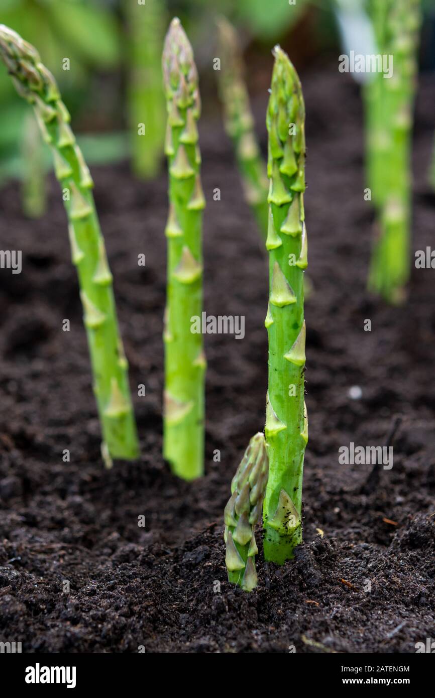 New harvest of green asparagus vegetable in spring season, green ...