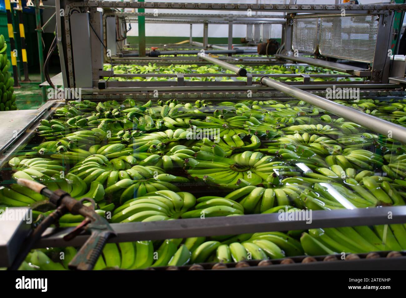Banana factory on La Palma, Canary islands, Spain, once harvested, big ...