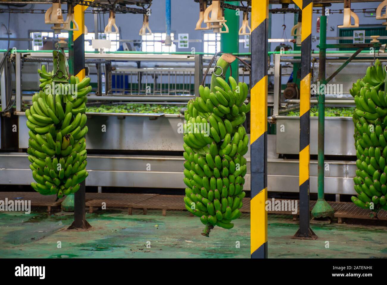 Banana factory on La Palma, Canary islands, Spain, once harvested, big ...