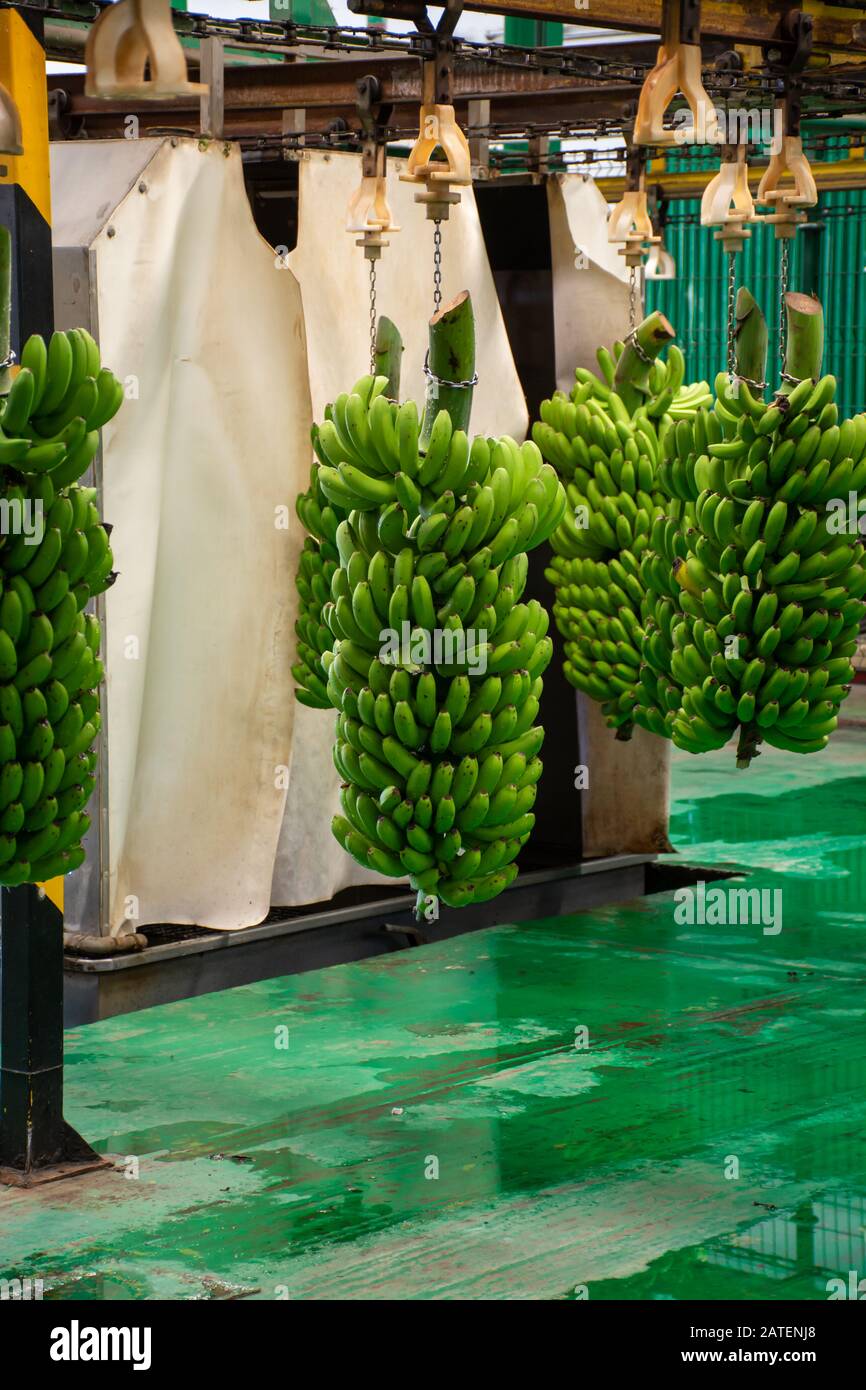 Banana factory on La Palma, Canary islands, Spain, once harvested, big ...