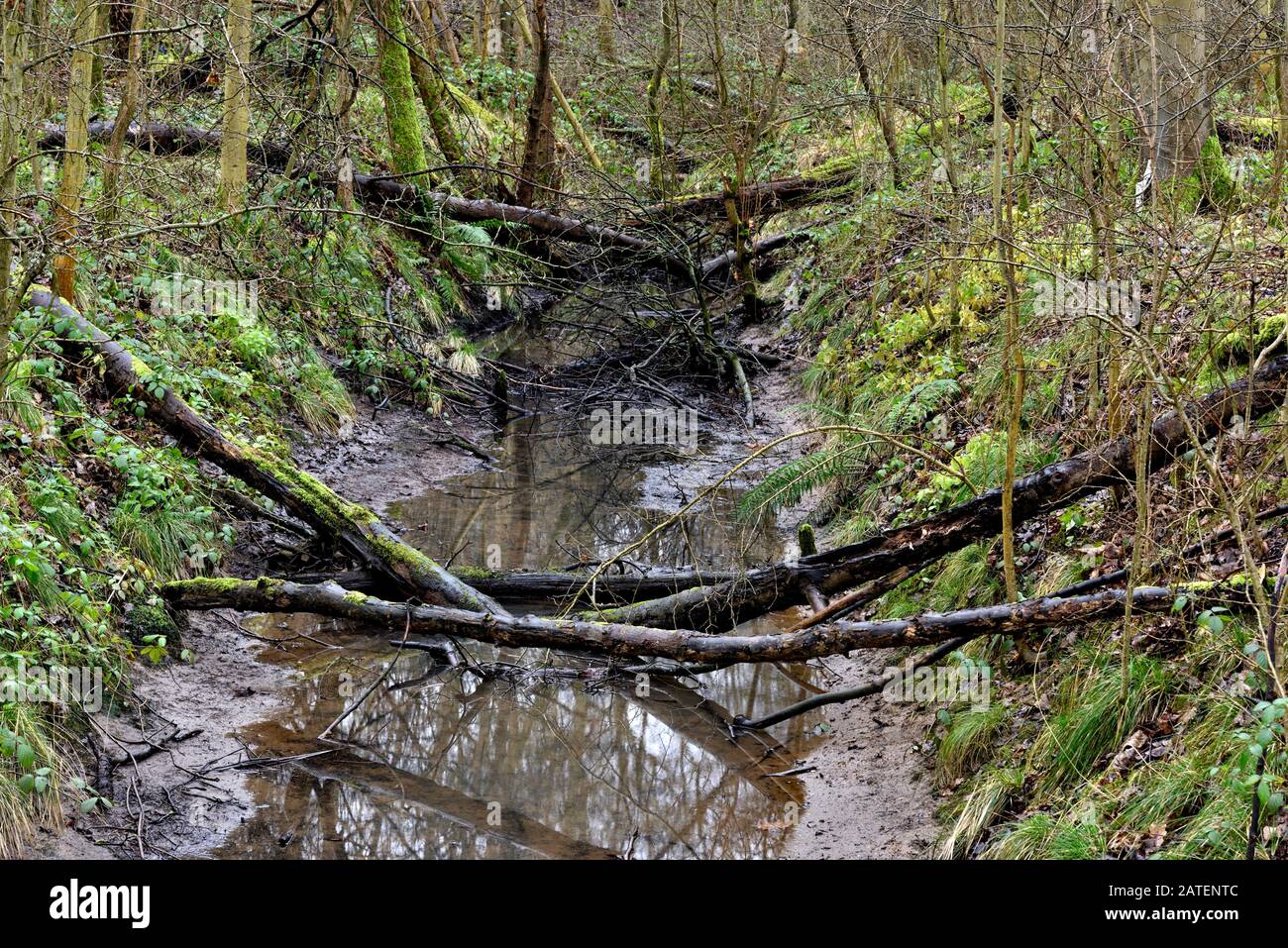 Mapperley Wood Stream,Ilkeston,Derbyshire,England,UK Stock Photo - Alamy