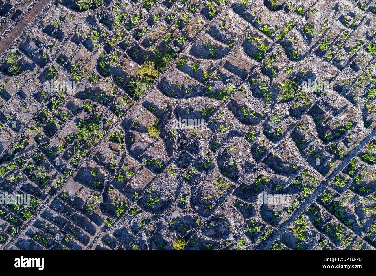 Aerial view of the vineyard on Pico Island, Pico Island, Acores Stock ...
