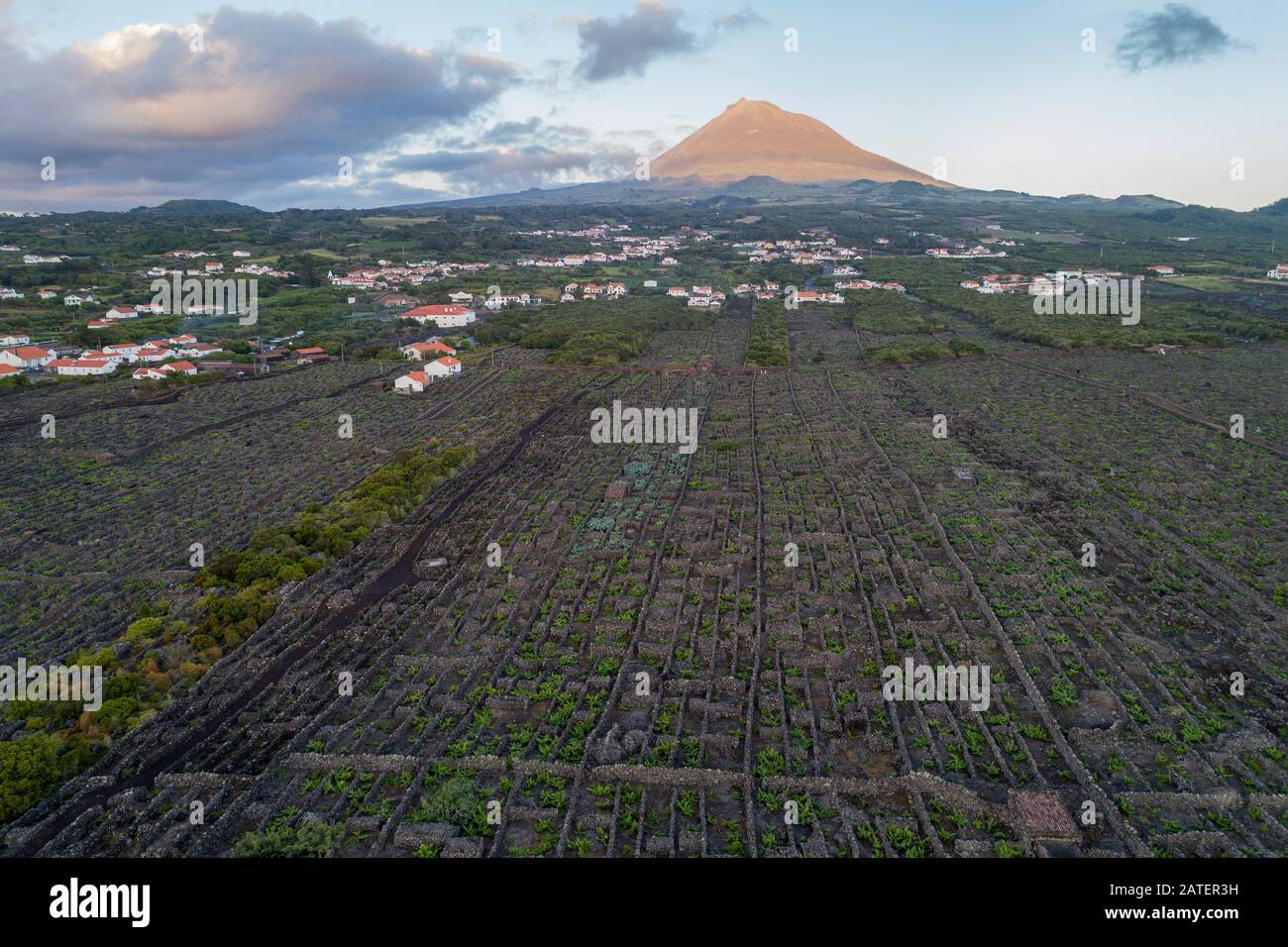 Aerial view of the vineyard on Pico Island with volcano Pico in ...