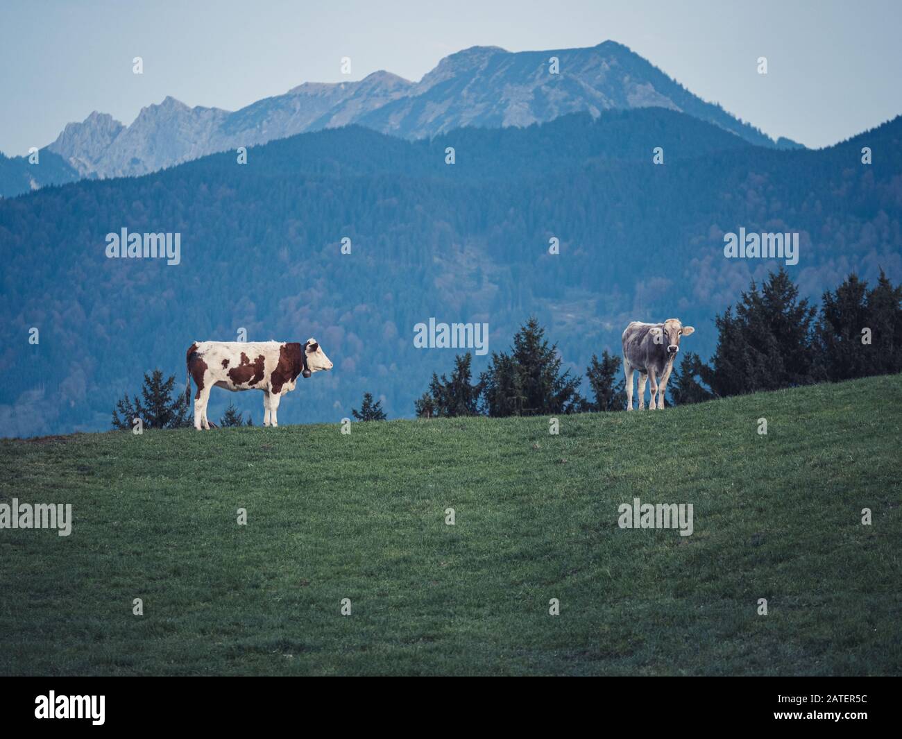 Two cows in alpine landscape on a green meadow during dawn Stock Photo ...