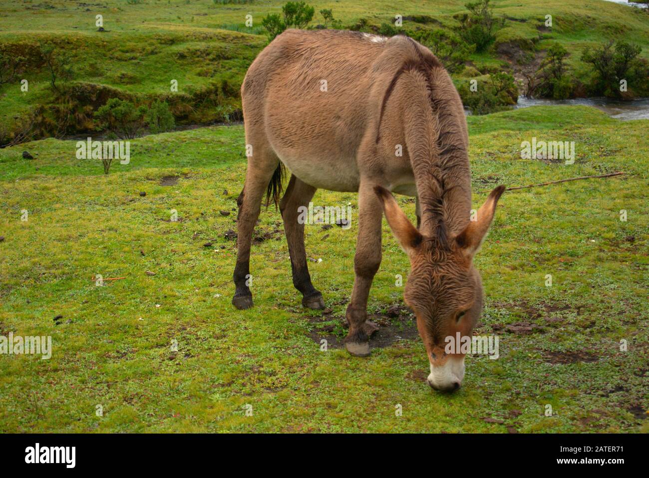 Landscape of a donkey grazing in a meadow in Huascaran National Park ...