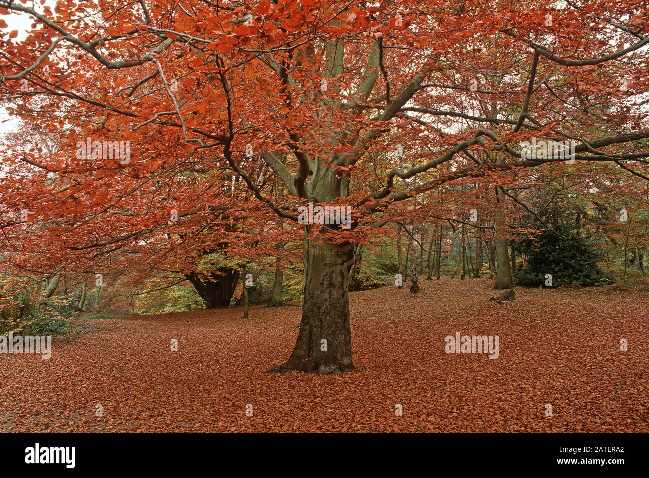 Autumn in Highgate Woods, North London, England Stock Photo - Alamy