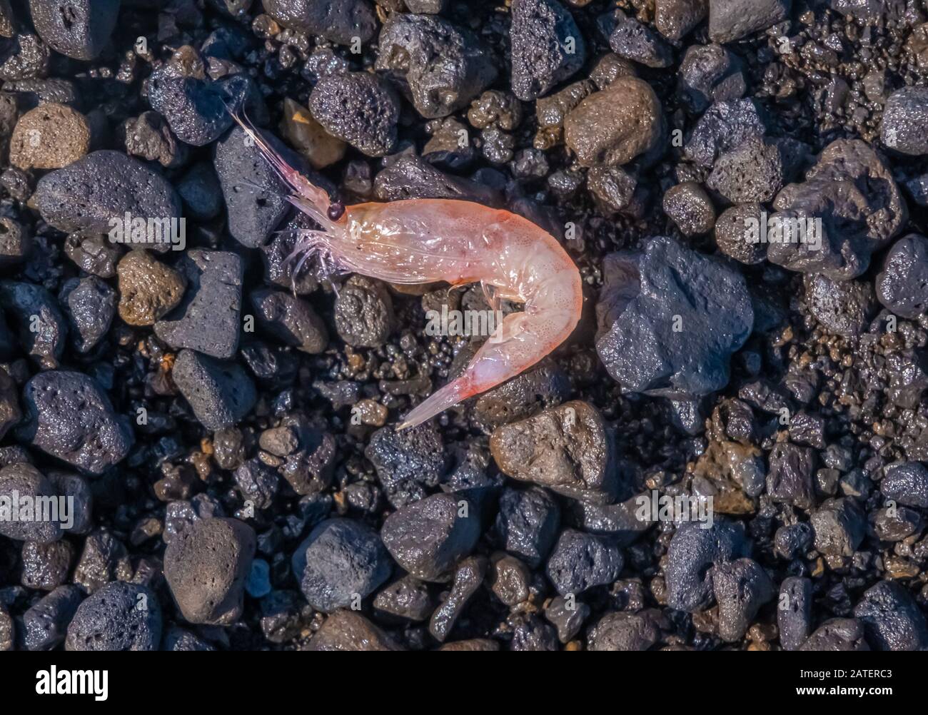The ocean food chain hi-res stock photography and images - Alamy