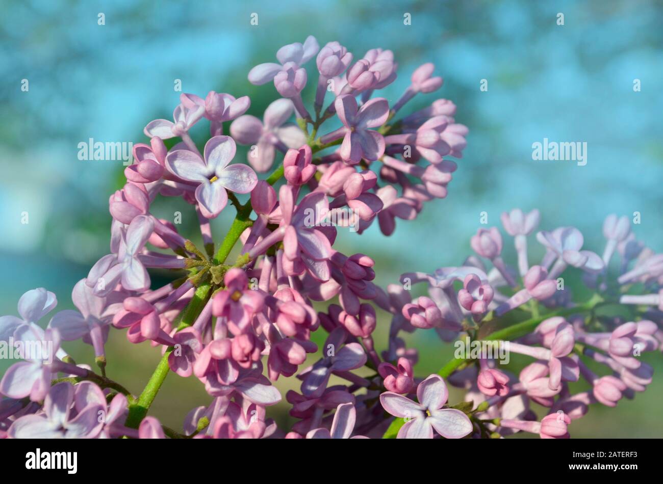 Purple beautiful lilac flowers in nature. Floral background lilac Stock ...