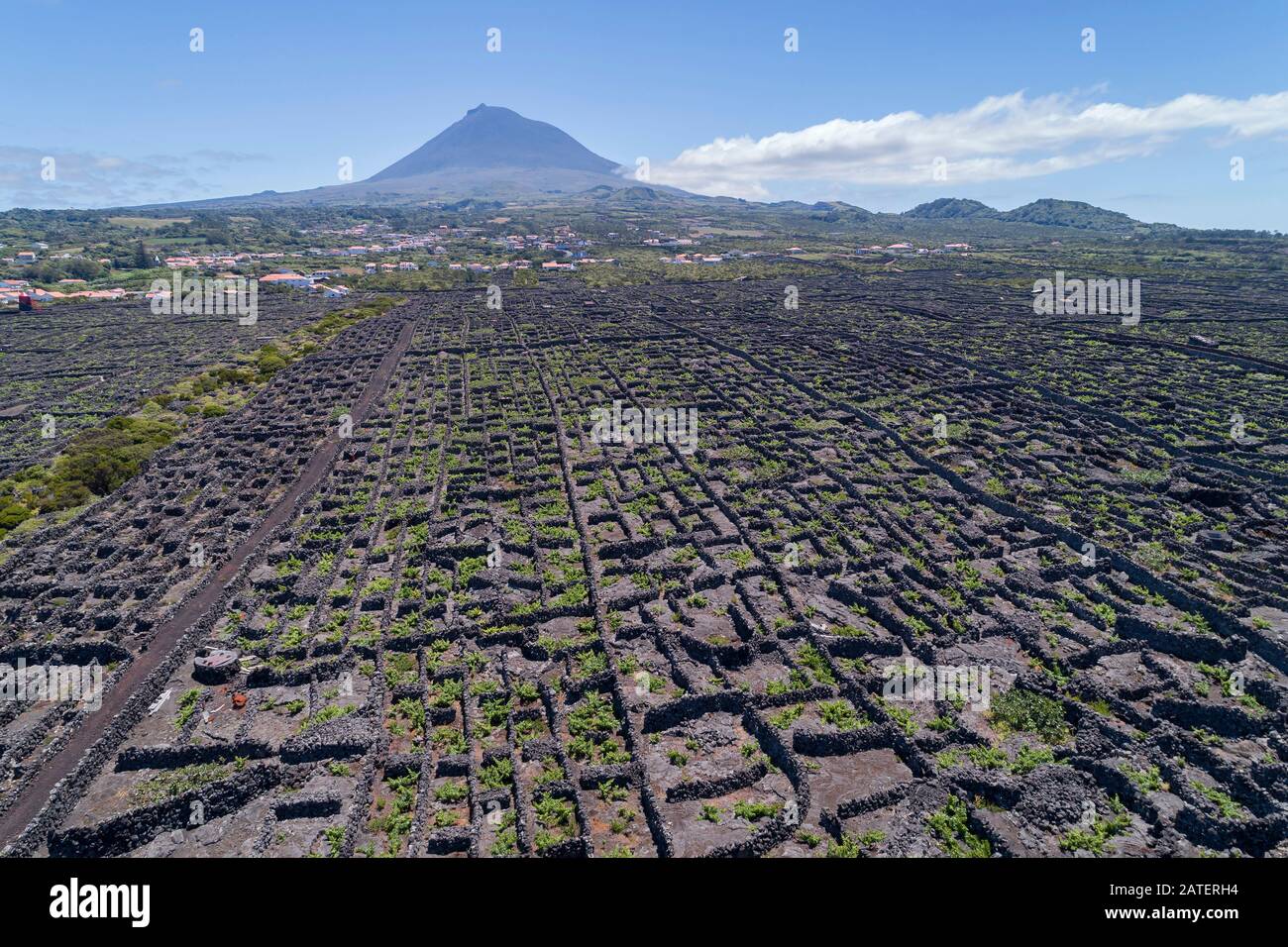 Aerial view of the vineyard on Pico Island with volcano Pico in ...