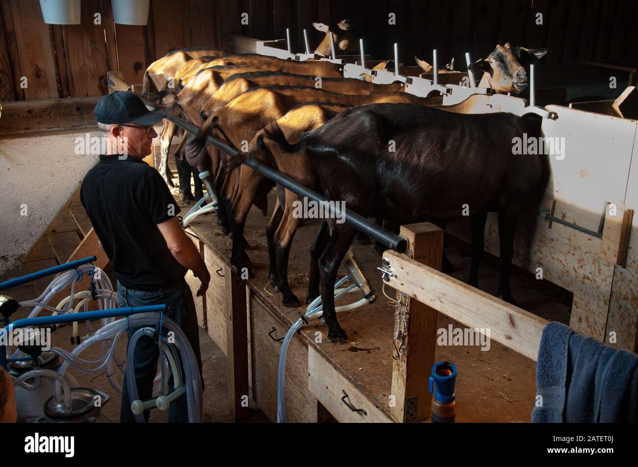 Goats being milked in a stall on a goat farm in France Stock Photo - Alamy