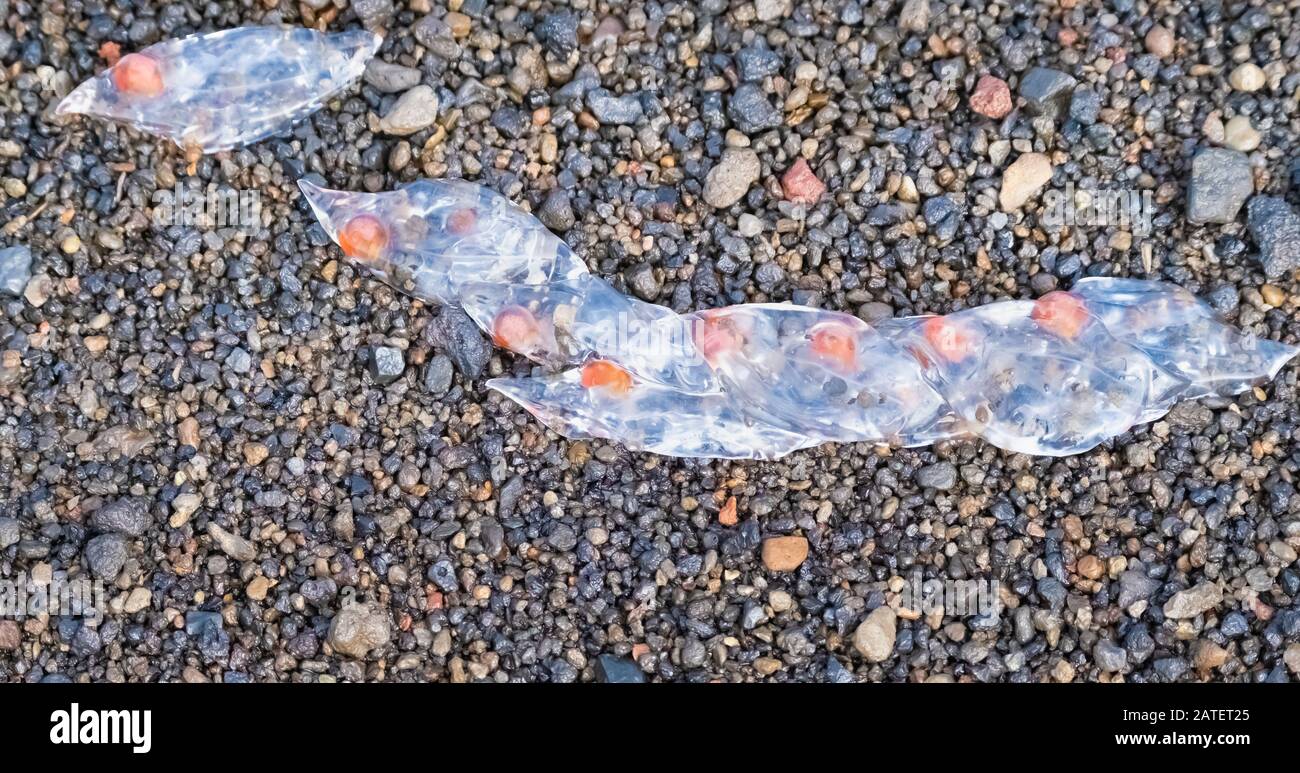 Chain of salps hi-res stock photography and images - Alamy