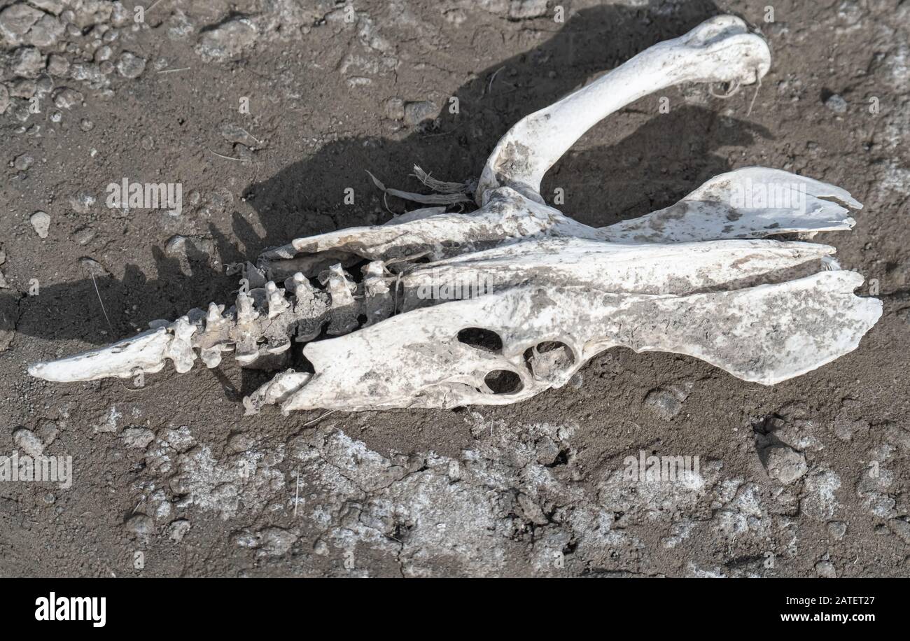 Deception Island, the caldera of an active volcano, South Shetland ...