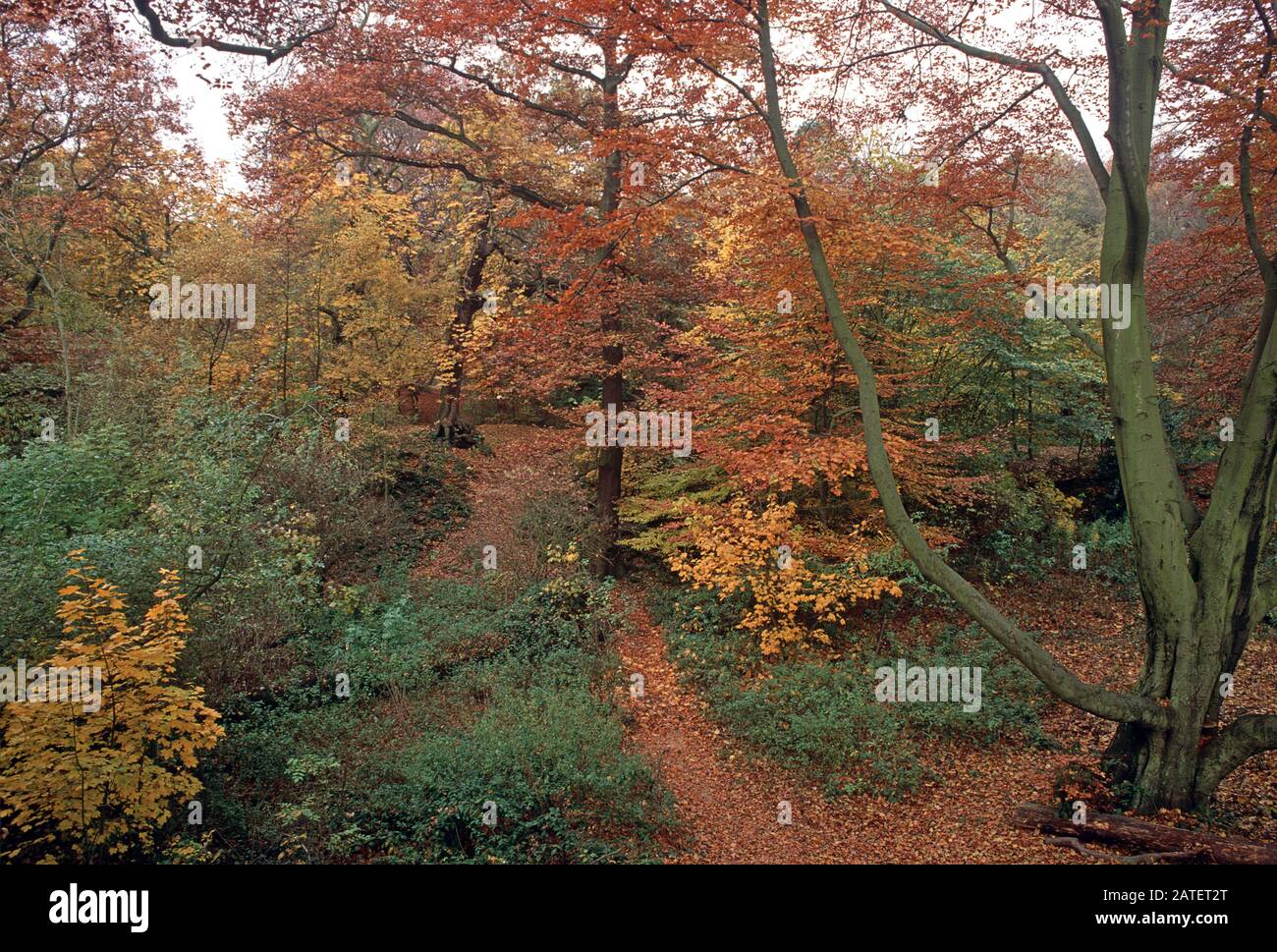 Highgate woods hi-res stock photography and images - Alamy