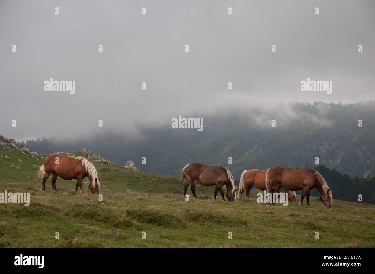 Wild Horses, Pyrenees in France Stock Photo - Alamy