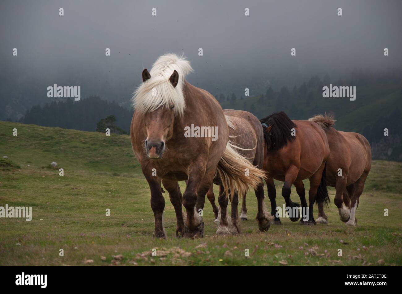 Wild Horses, Pyrenees in France Stock Photo - Alamy