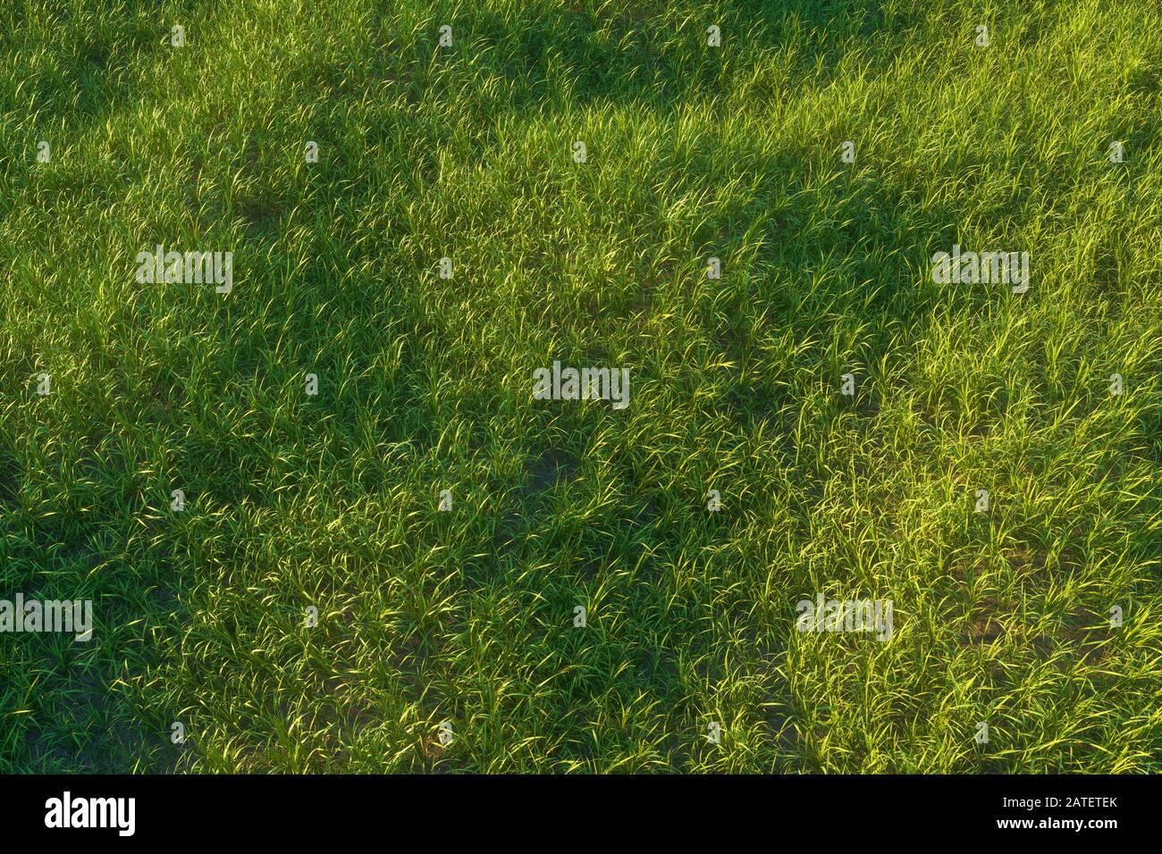 Green grass and bright field,natural scenery,3d rendering. Computer ...