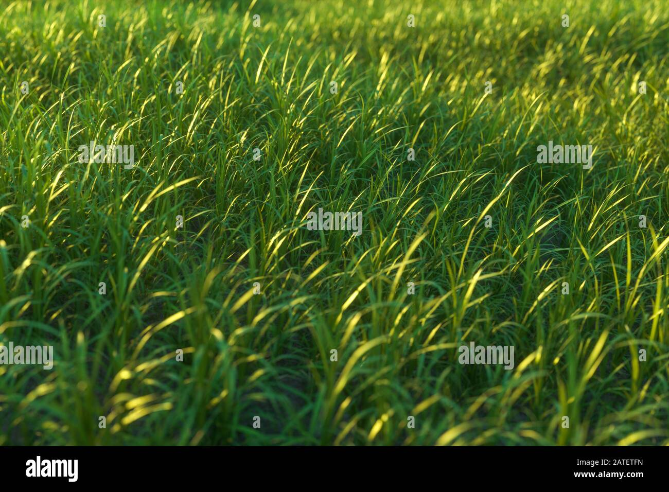 Green grass and bright field,natural scenery,3d rendering. Computer ...