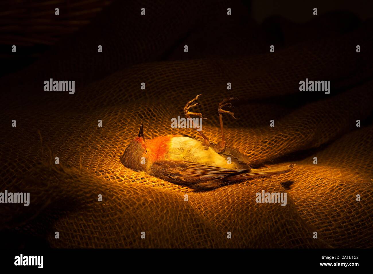 Dead robin hi-res stock photography and images - Alamy