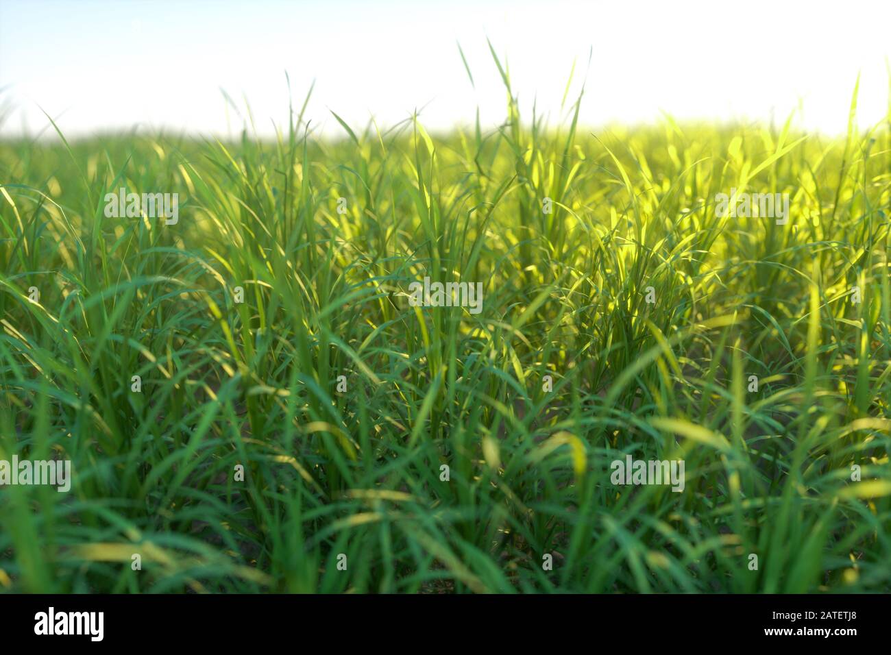 Green grass and bright field,natural scenery,3d rendering. Computer ...