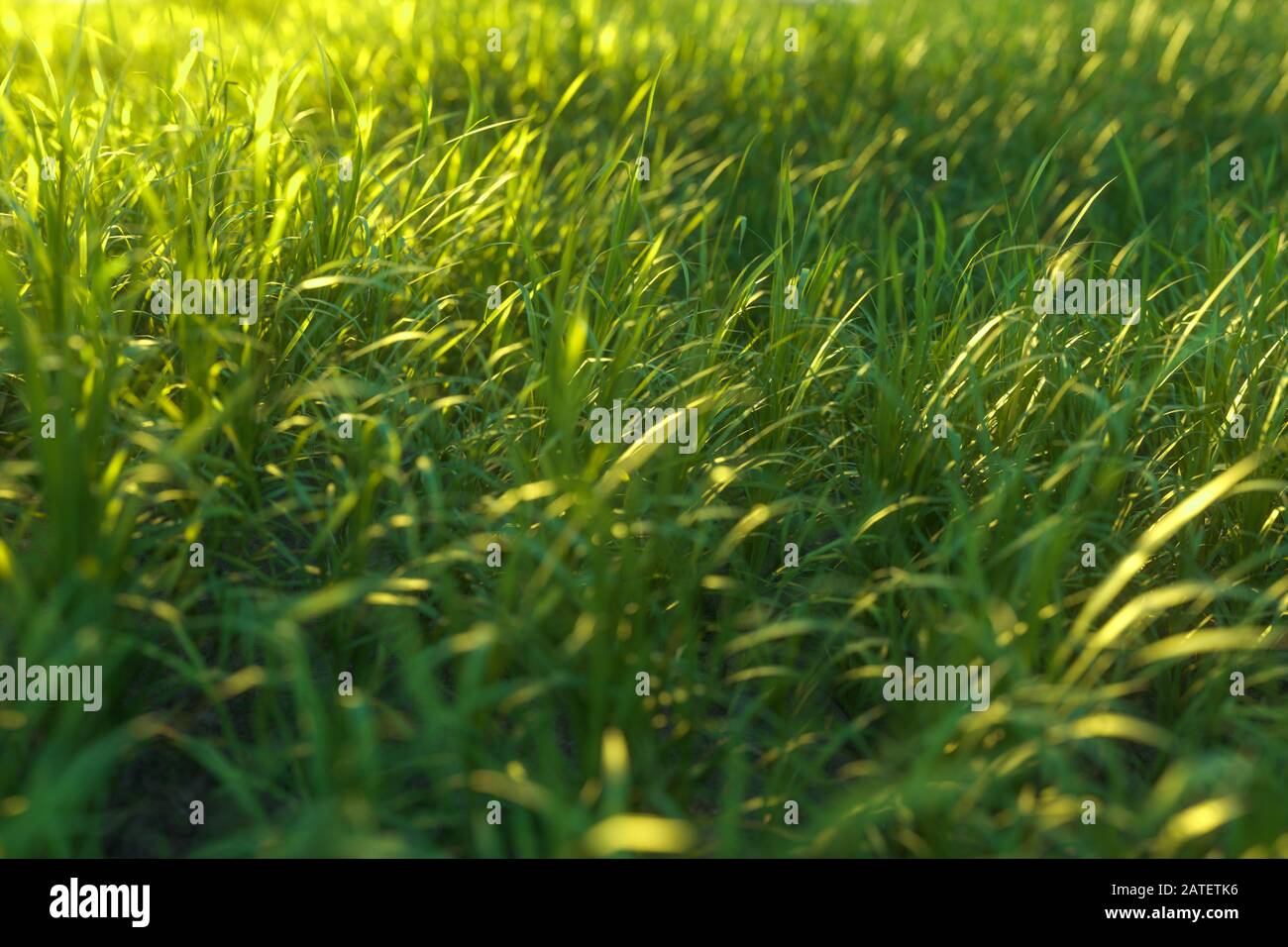 Green grass and bright field,natural scenery,3d rendering. Computer ...