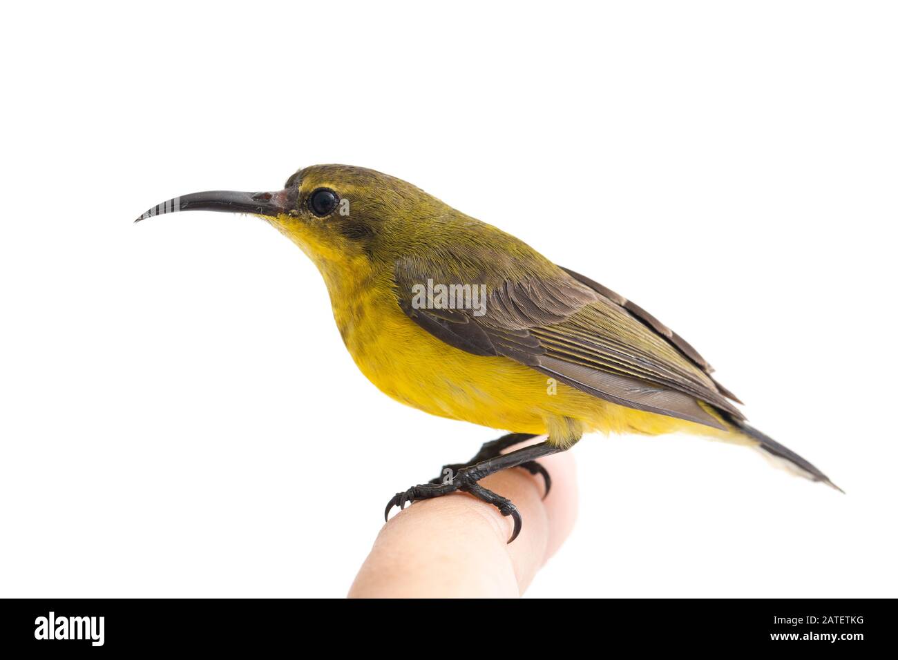Olive-backed sunbird - Cinnyris jugularis, also known as the yellow ...