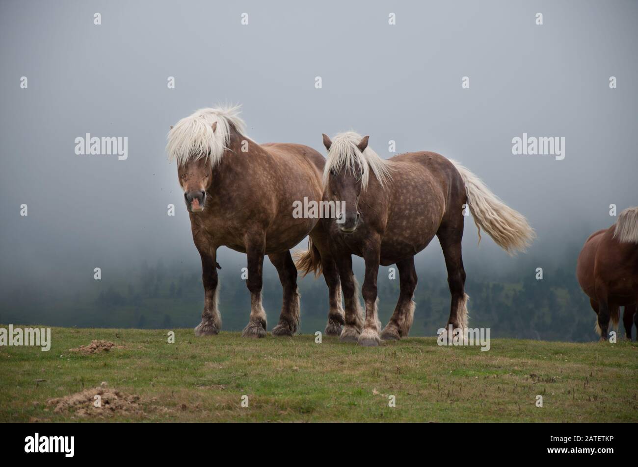 Wild Horses, Pyrenees in France Stock Photo - Alamy