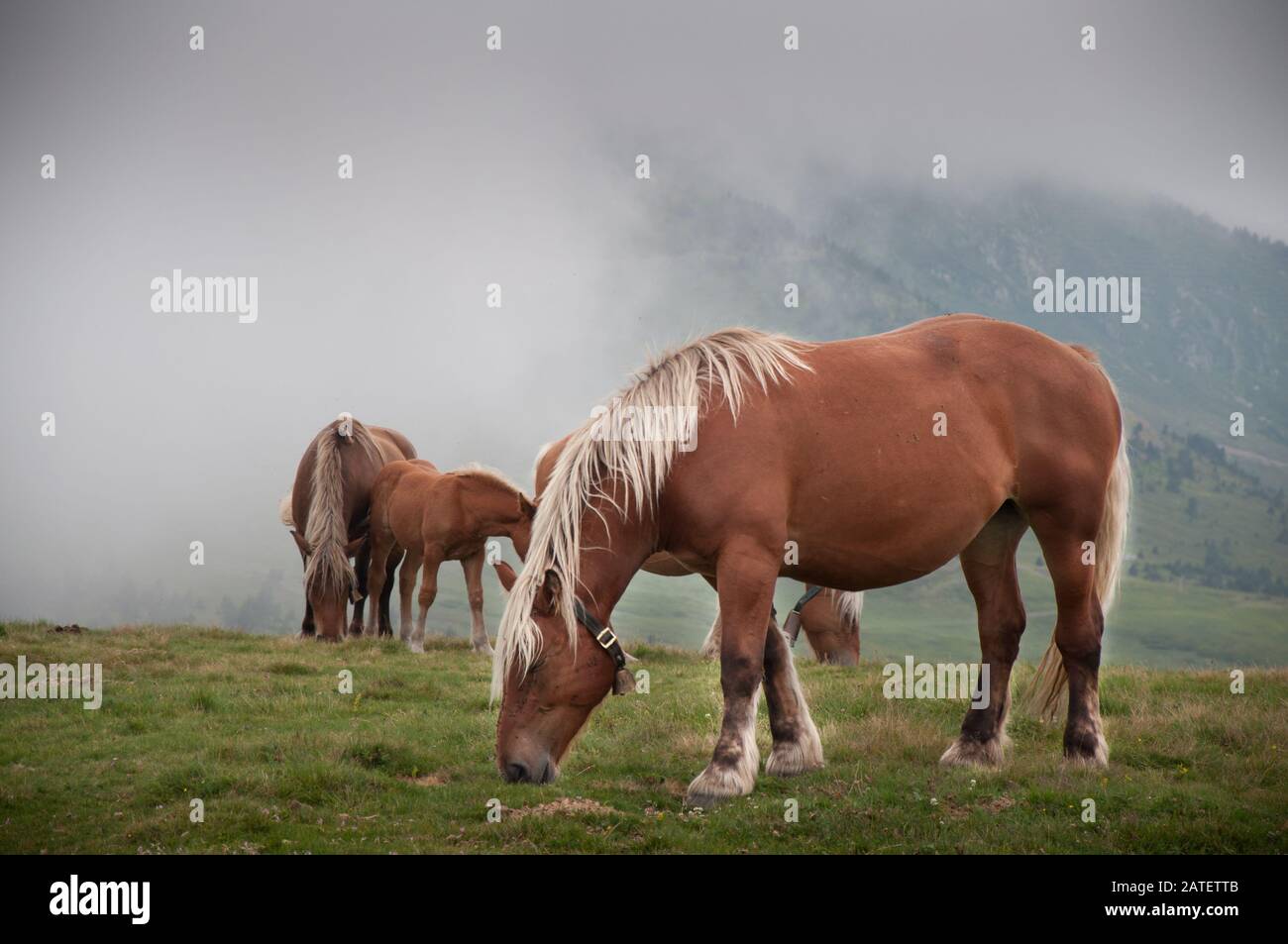 Pyrenian High Resolution Stock Photography and Images - Alamy
