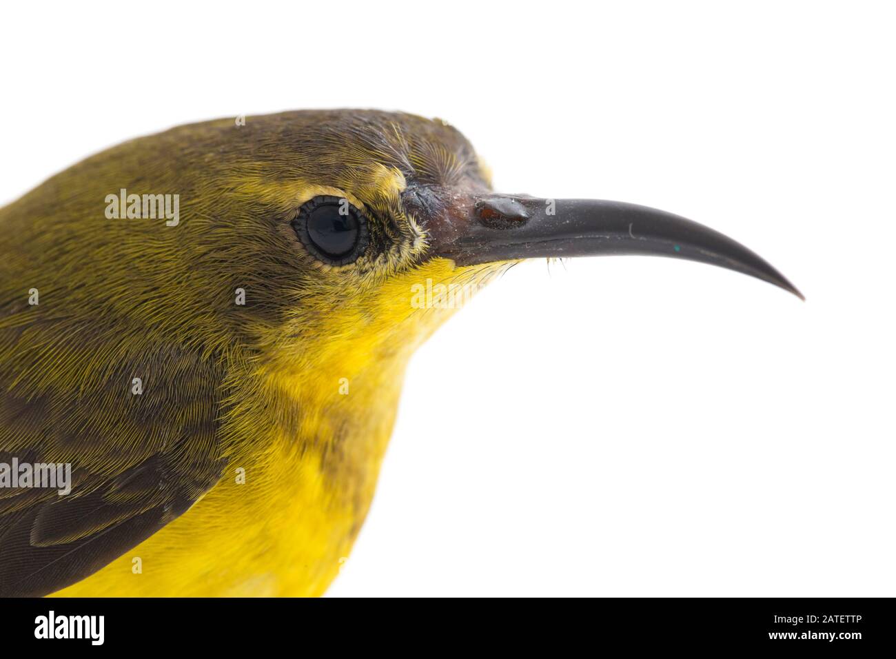 Olive-backed sunbird - Cinnyris jugularis, also known as the yellow ...