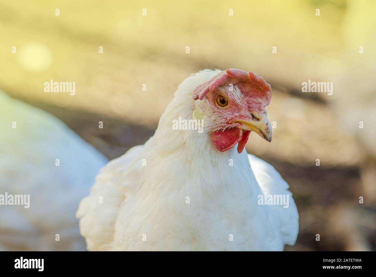 Chickens eating food in farm. Hens feeding with corns in the hen house ...