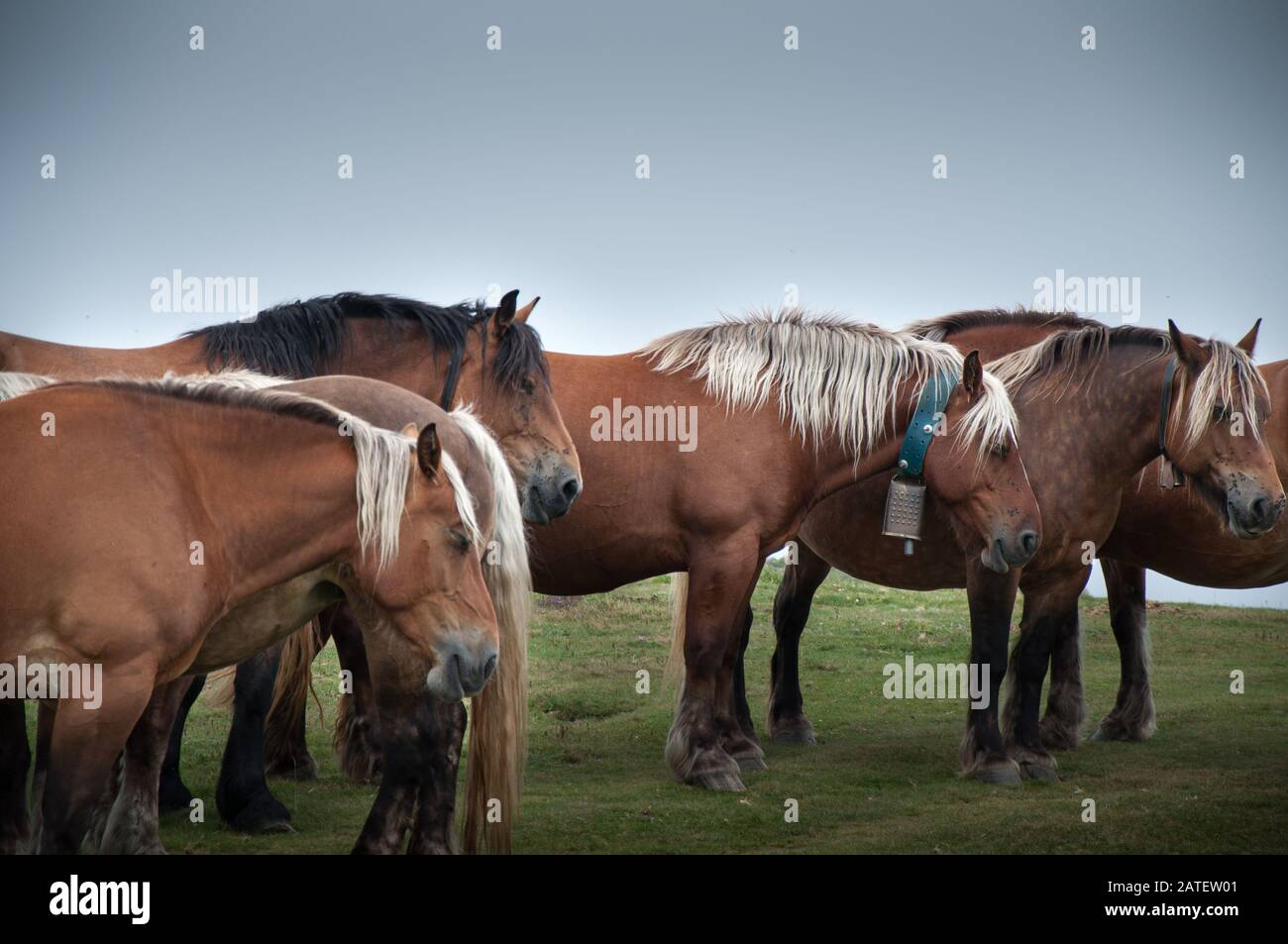 Wild Horses, Pyrenees in France Stock Photo - Alamy