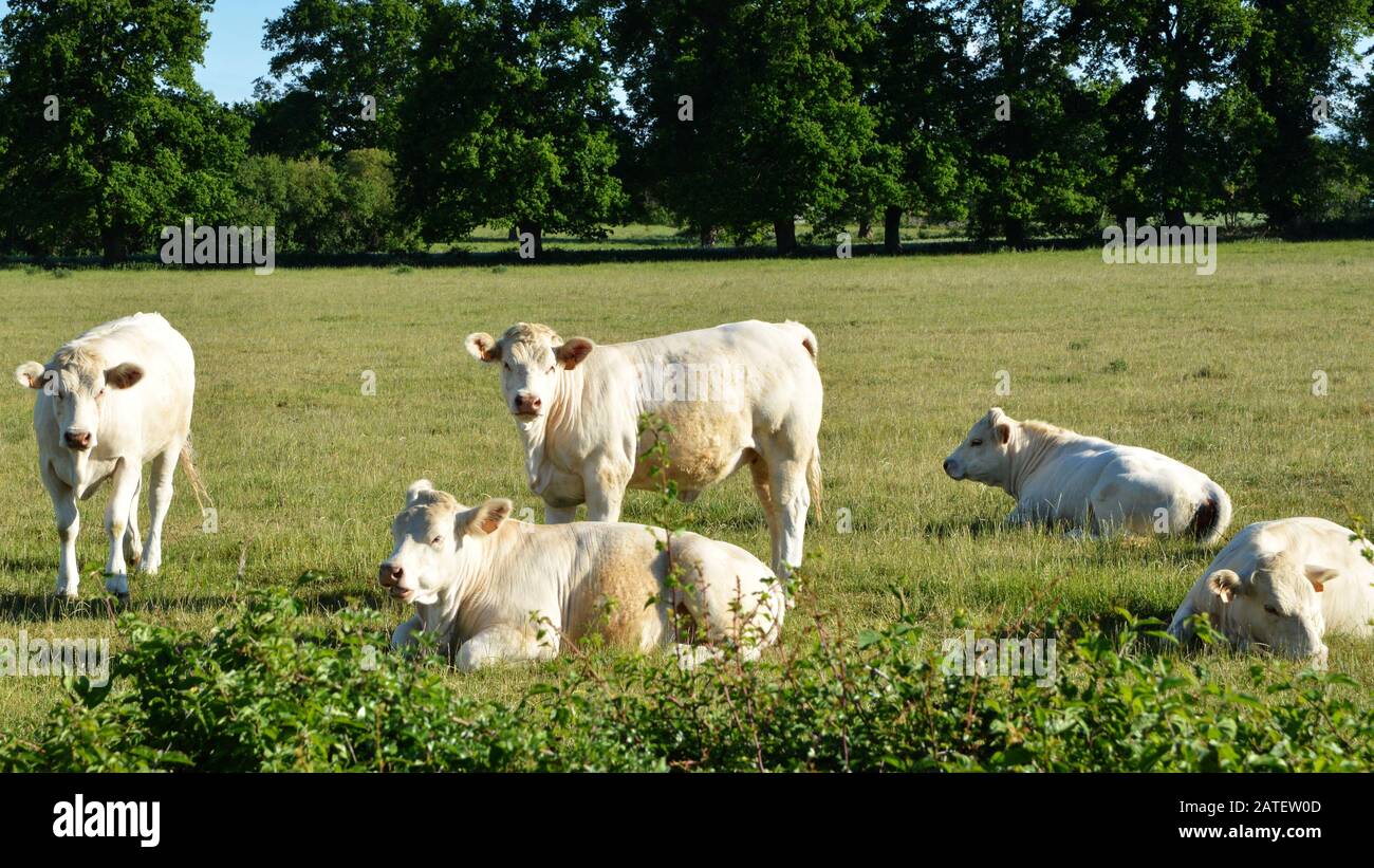 A herd of Charolais cows, in a green pasture in the countryside Stock ...