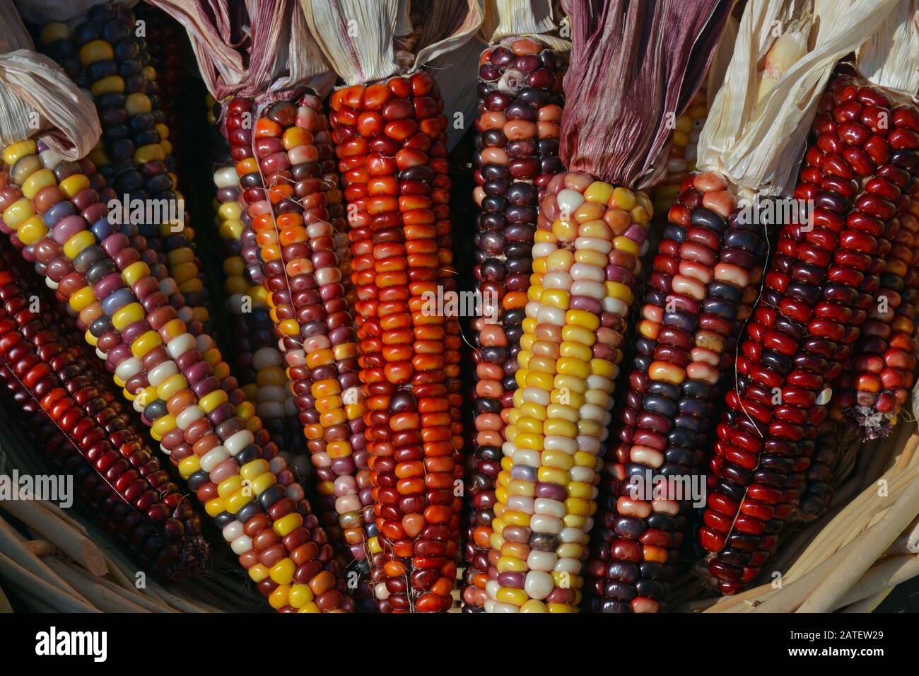 Colorful cobs of indian corn Stock Photo - Alamy