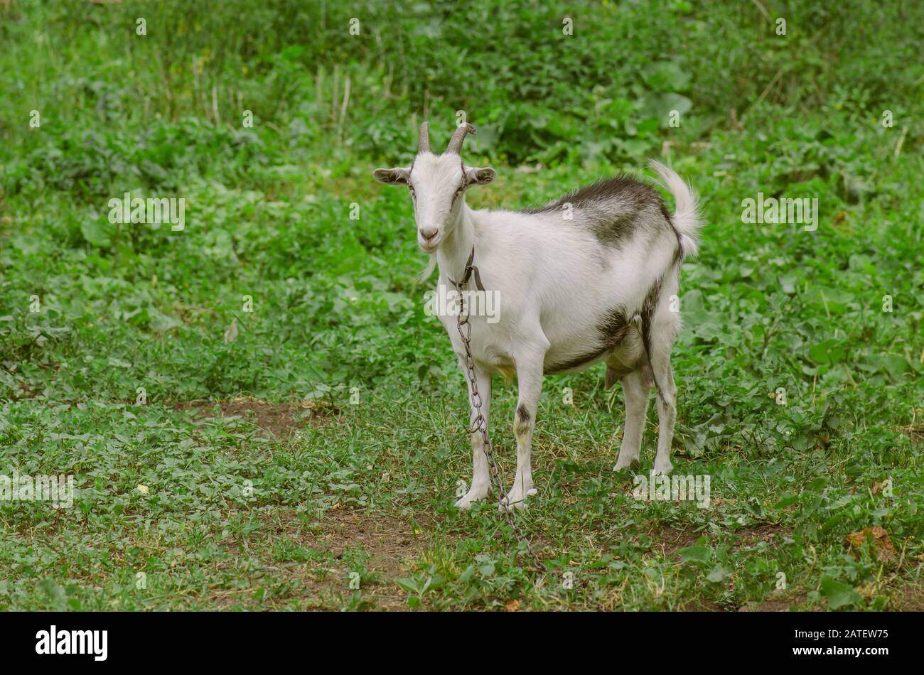 White goat sitting in tall grass. Goat grazing in the yard. Beautiful ...