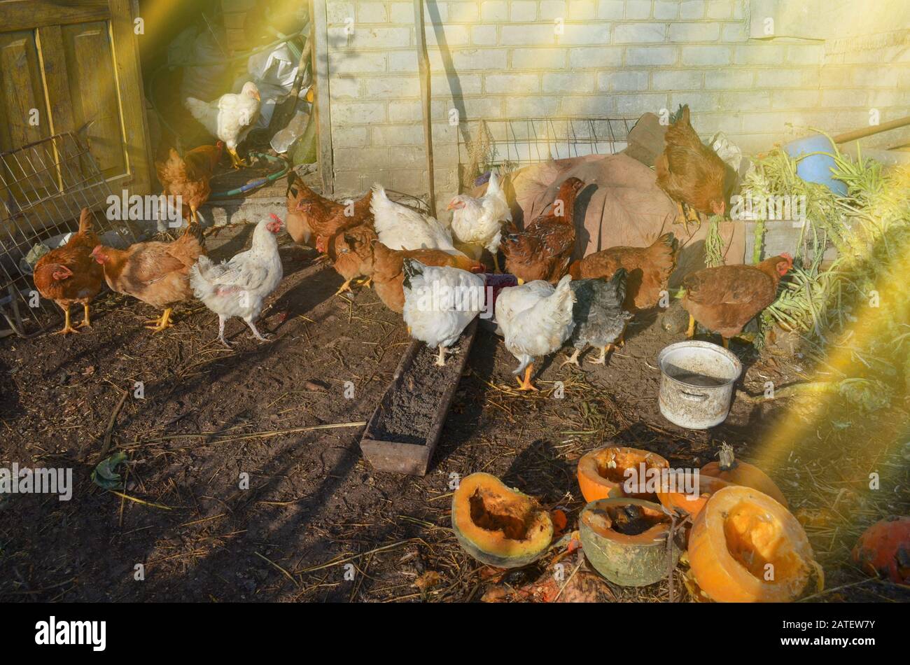 Chickens on traditional free range farm Stock Photo - Alamy