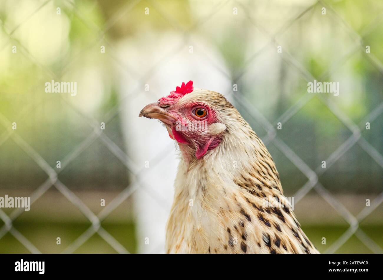 Beautifully feathered hen outdoor. Close up head hen. Close chicken ...