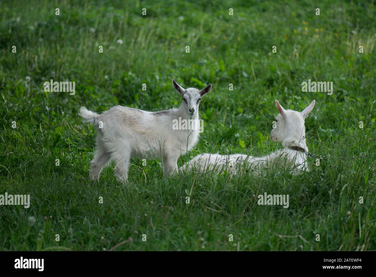 Goats standing among green grass. Goat and goat kid. Herd of farm goats ...