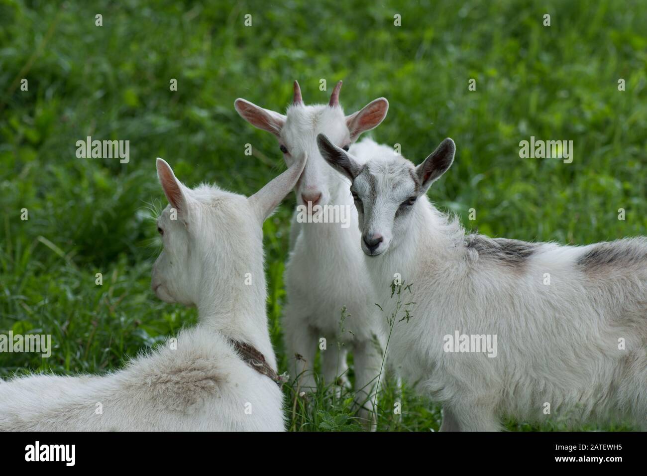 Local family goats in the yard village house. Goats standing among ...