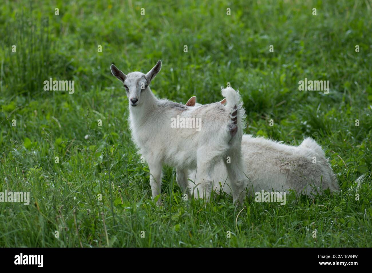 Goat kids playing together. Cute goat grazing on grass. Little kid ...