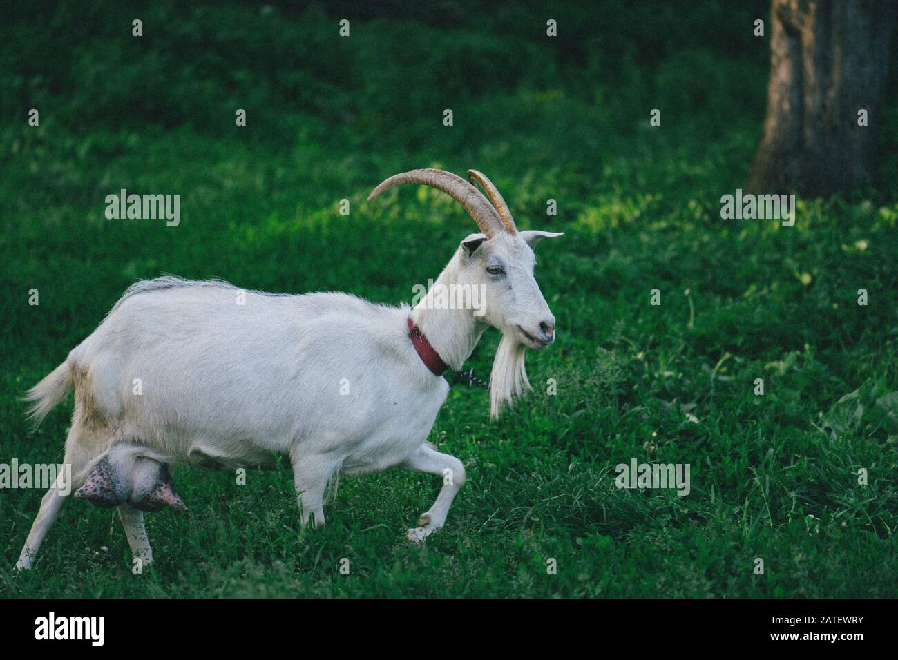White goat on the farm in the summer . Domestic goat on the grass Stock ...