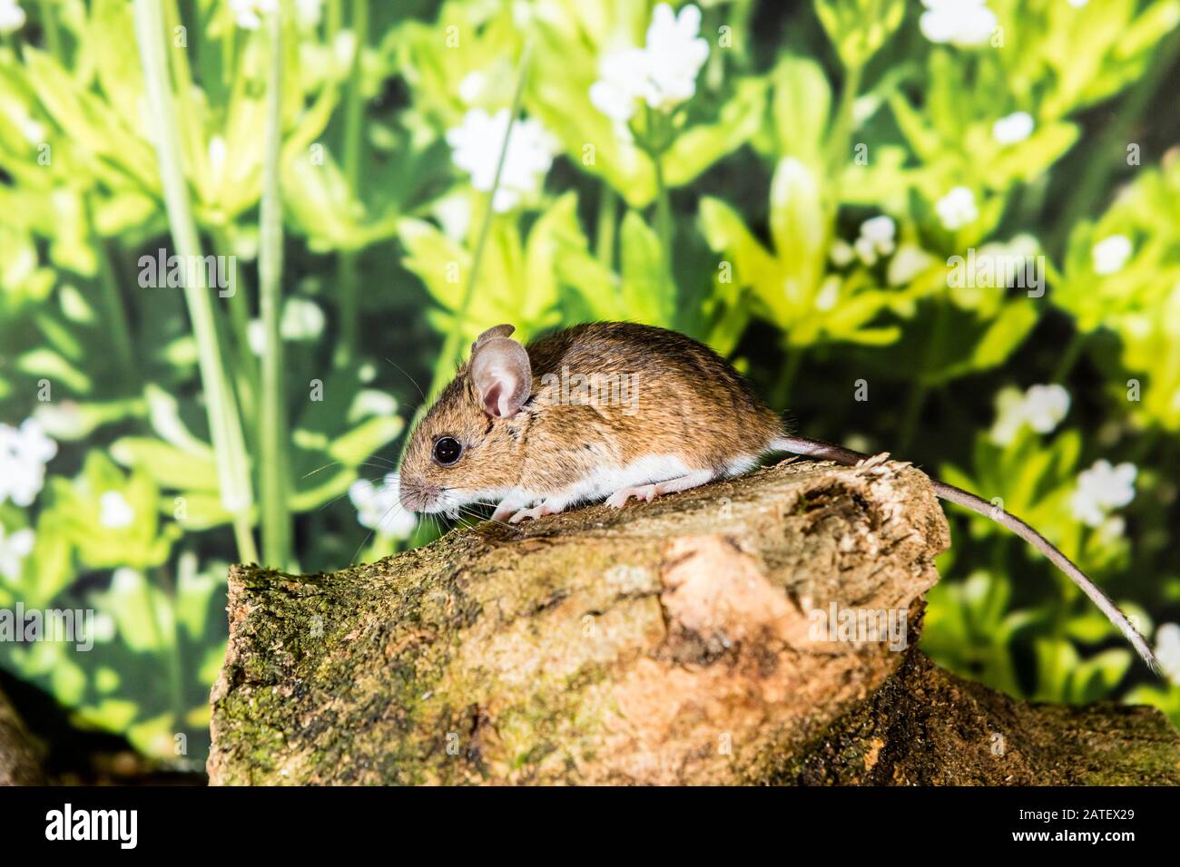Wood mouse and winter and uk hi-res stock photography and images - Alamy