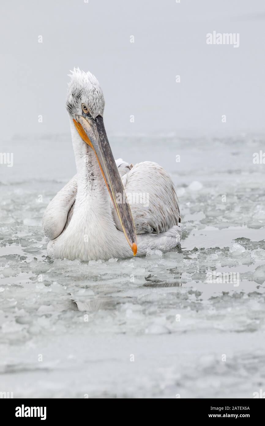 Dalmatian Pelican In Winter At Kerkini (Pelecanus crispus Stock Photo ...