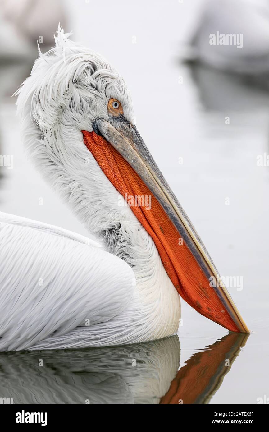 Pelican and carp hi-res stock photography and images - Alamy
