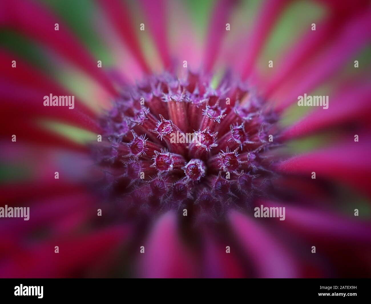 Bergamot plant hi-res stock photography and images - Alamy