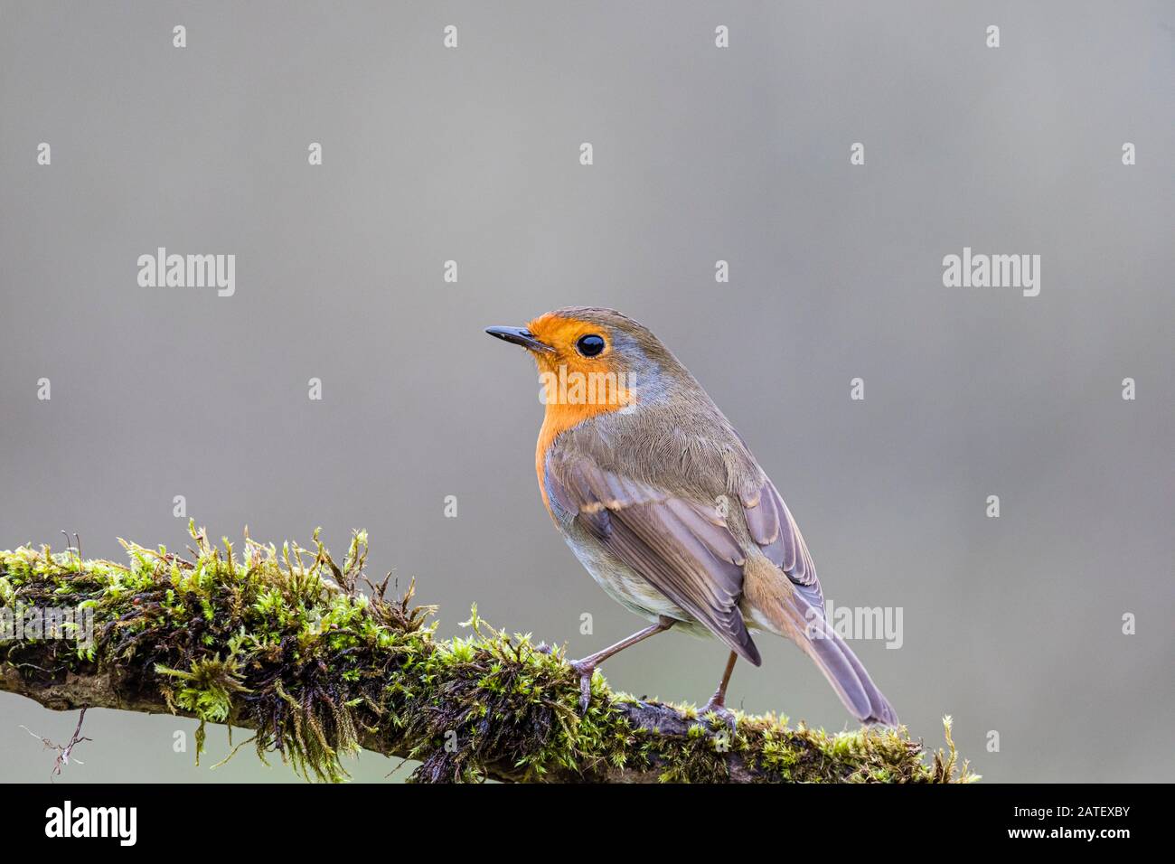 Robin redbreast in mid Wales Stock Photo - Alamy