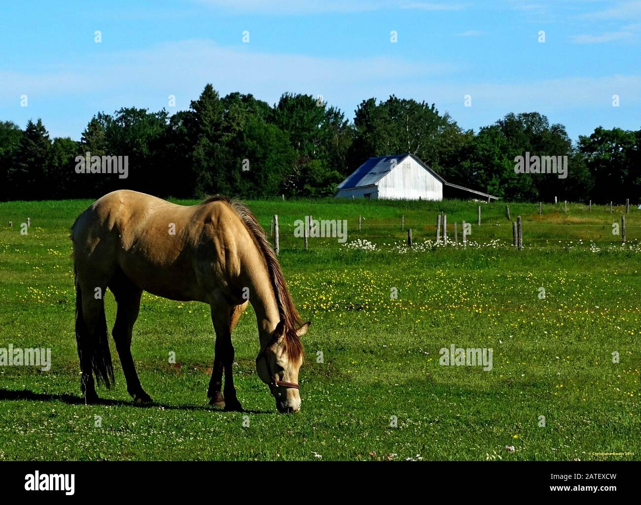 Horse Barn Wallpaper